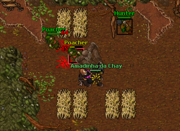 Poacher Lair - Tibia Wiki - A Enciclopédia do Tibia