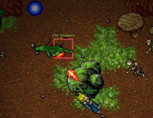 The Snapper - Tibia Wiki - A Enciclopédia do Tibia